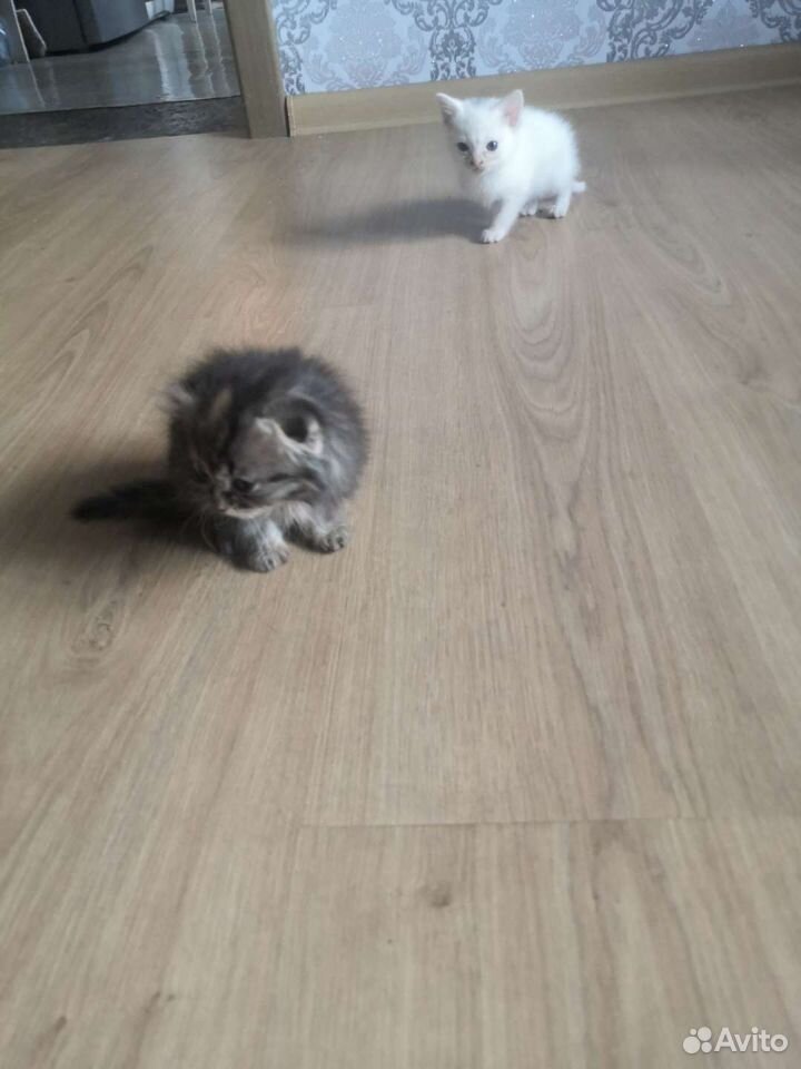 Отдам котят