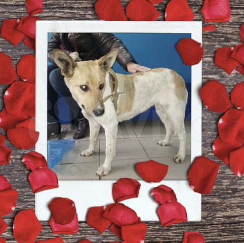 Собака 2.5 г в добрые руки