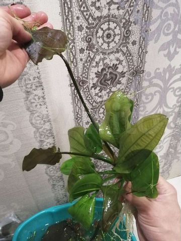 Продам эхинодорус