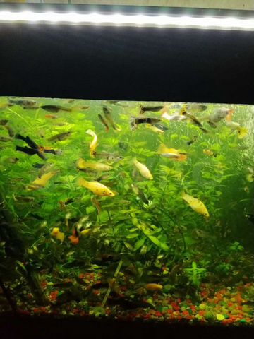 Моллинезия