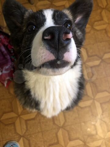 Собаки бесплатно в добрые руки щенки