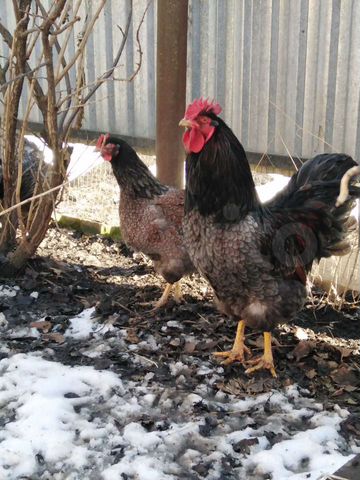 Породистые куры