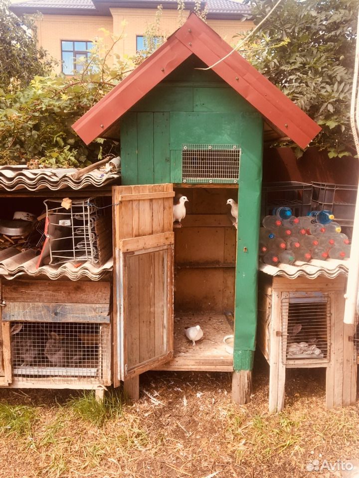 Продаётся голубятник и голуби