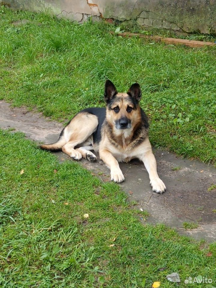 В добрые и ответственные руки