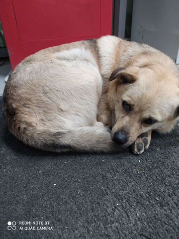 Отдам собаку в добрые руки