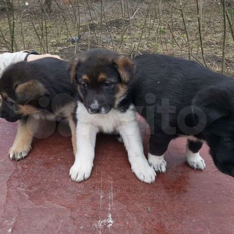 Щенки ищут дом