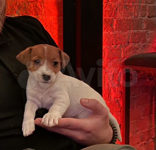 Джек Рассел терьер