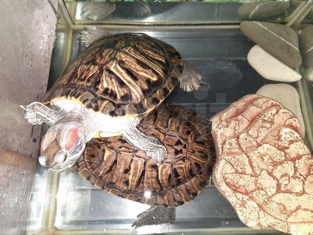 Красноухие черепахи с аквариумом