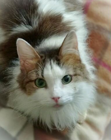 Красавица чудо кошка Лиза в добрые руки