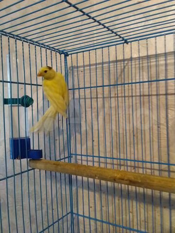 Птенец канарейки без определения пола