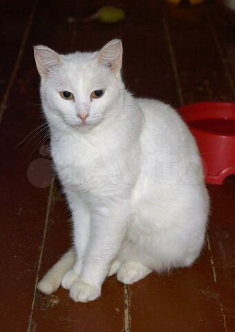 Снежана ласкучая молодая кошечка-турецкая ангора