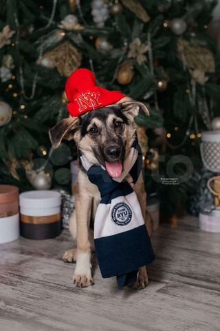 Отдам собаку подростка