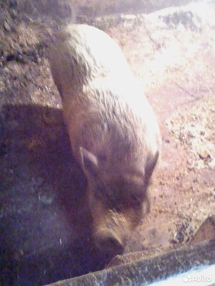 Свиноматка