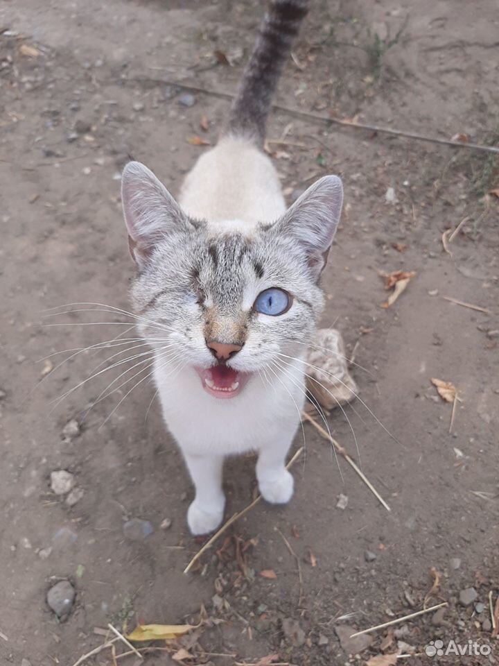 Кошка