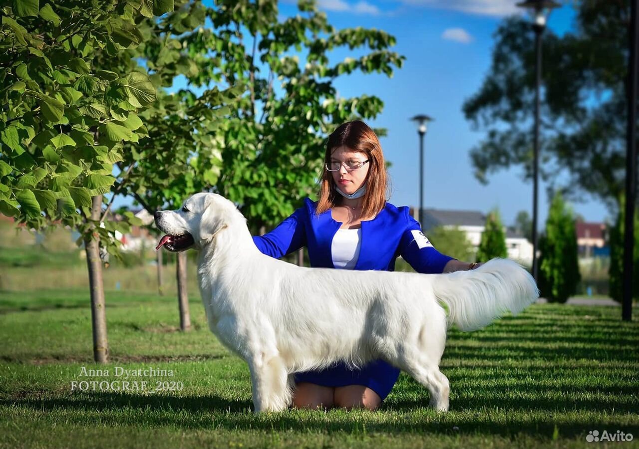 Груминг золотистого ретривера