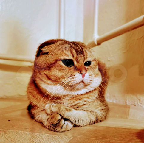 Шотландский кот золотая шиншилла вязка, котята