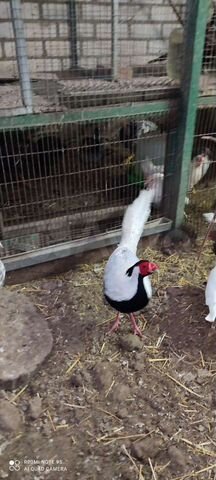 Серебро фазан