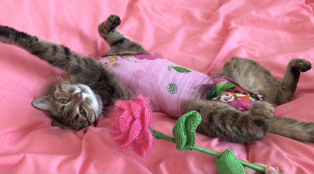 Ля-какая киса станет Вашим ребенком (Кошки, котята