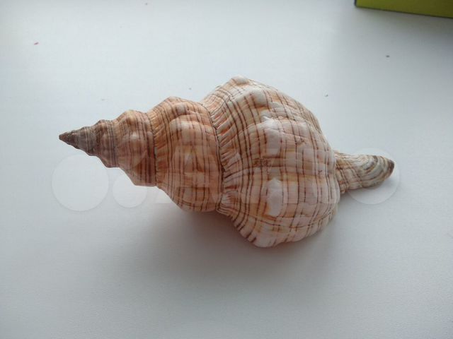 Ракушка морская большая Коралл балянус