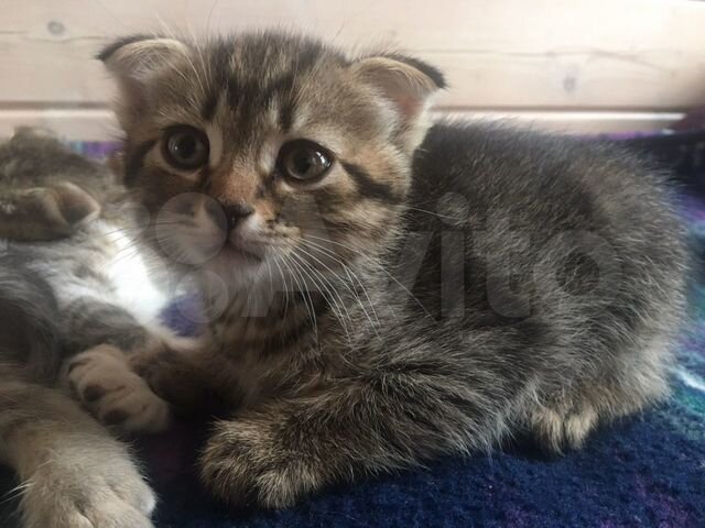Отдадим Котят от мамы-мышеловки, плюс подарочек