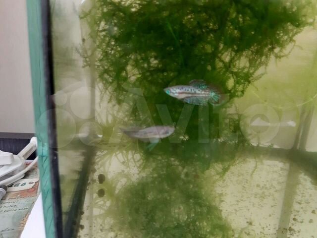 Продам рыбок гурами пумила / карликовый / искрящий