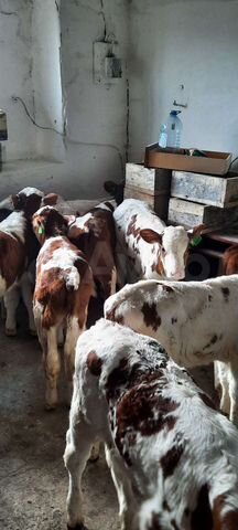 Бычки симментал