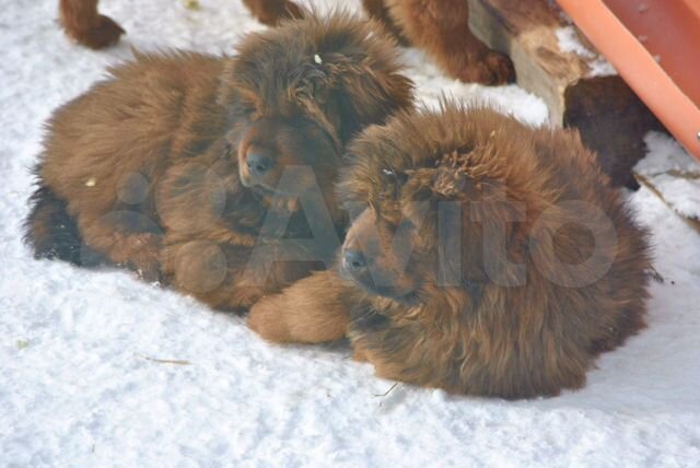 Тибетский мастиф щенки