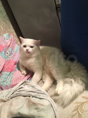 Кошки или коты бесплатно