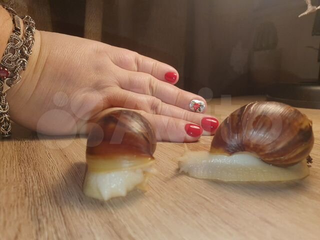 Улитка ахатина