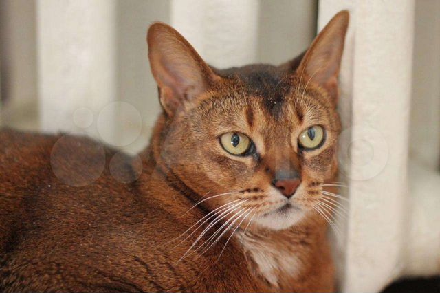 Возрастной абессинец в добрые руки