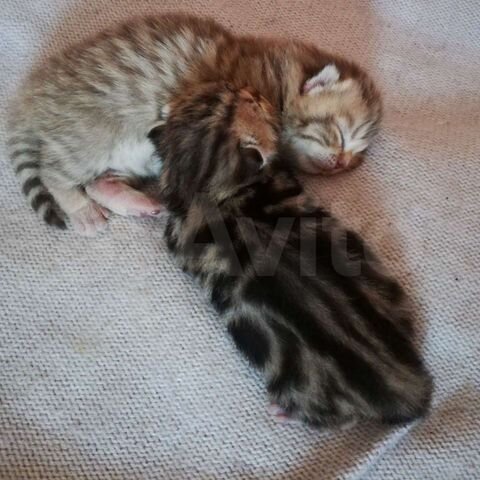 Шотландские котята