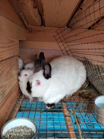 Калифорнийские кролики